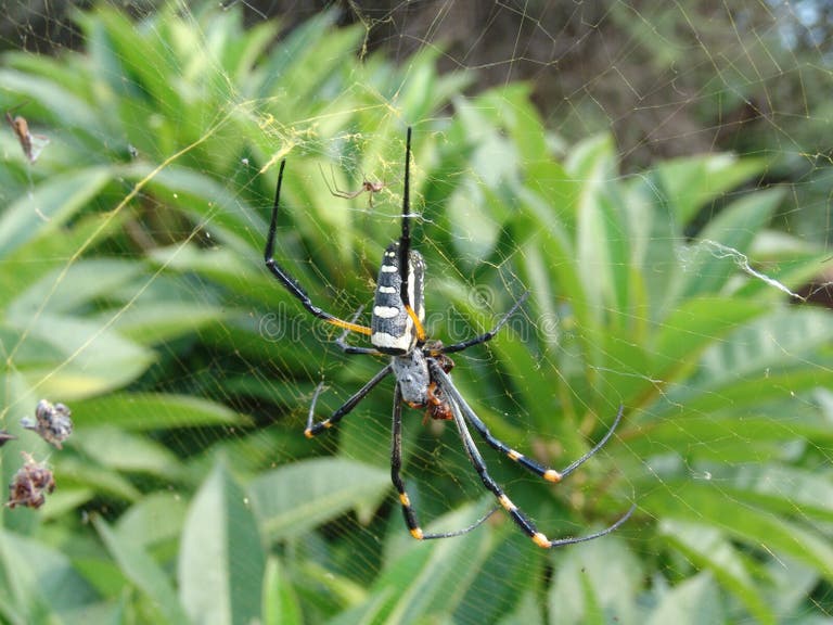 Spider Solitaire Brown Background Stock Photos - Free & Royalty-Free ...