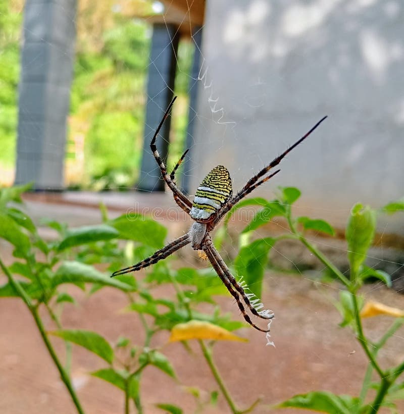 Spider Female Spider, Argiope Bruennichi, on Its Web Stock Photo ...