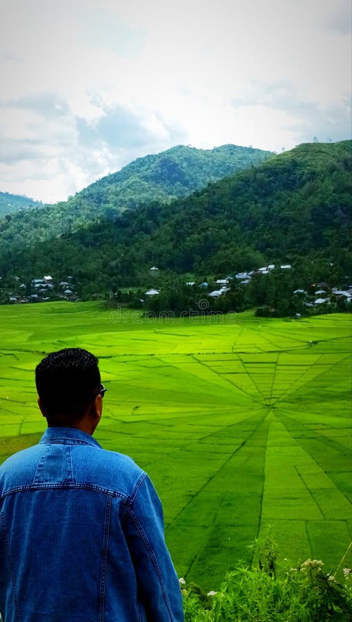 Spider Field Near Ruteng NTT Editorial Image - Image of rice, ruteng ...