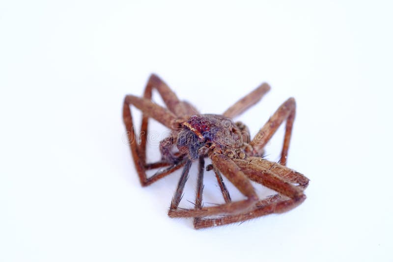 Spider Fight Each Other until Death Stock Image - Image of closeup, sting: 138976649
