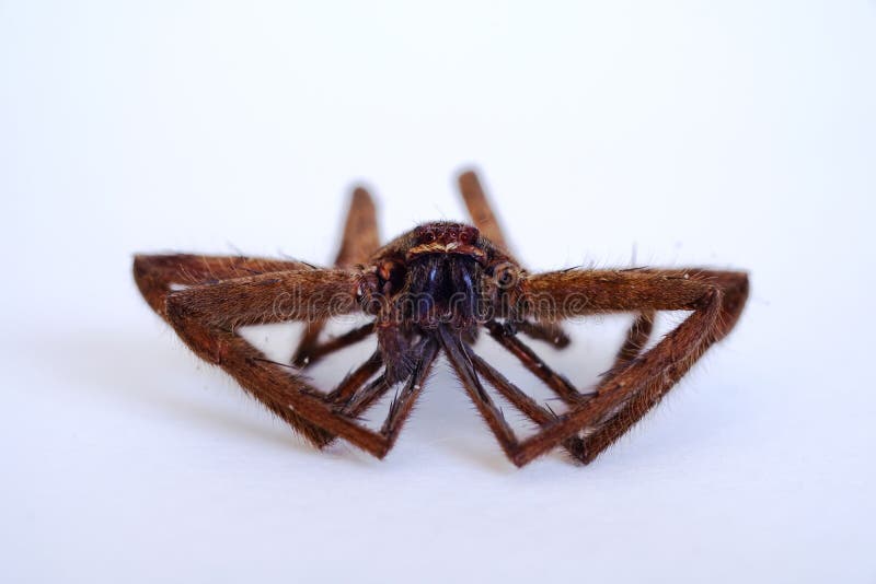 Spider Fight Each Other until Death Stock Image - Image of stinger ...