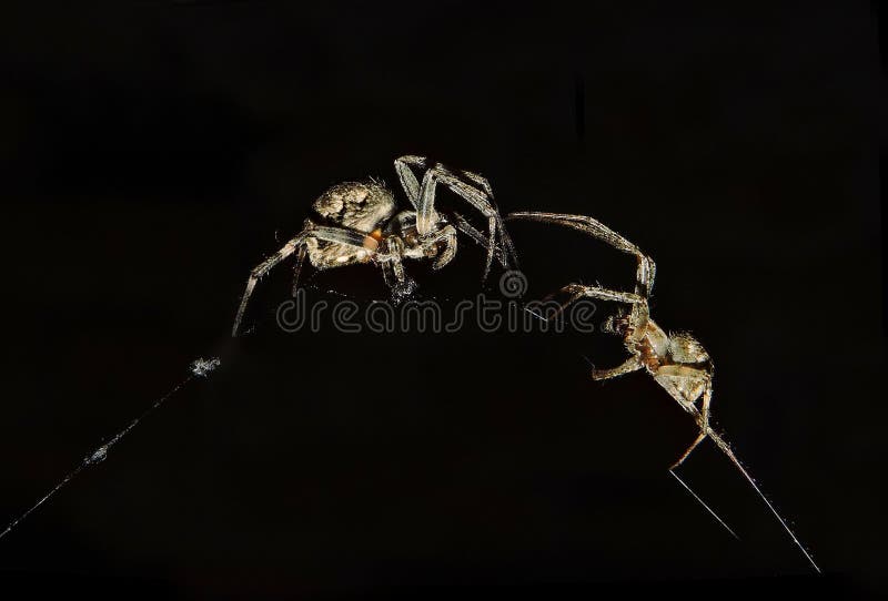 Spider fight stock image. Image of fight, chuadanga - 157436855