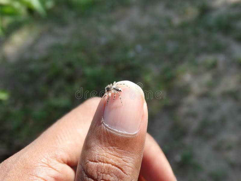 Spider on finger, small stock photo. Image of creepy - 111967818