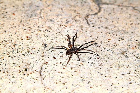 Spider on floor stock image. Image of city, spider, insect - 322495