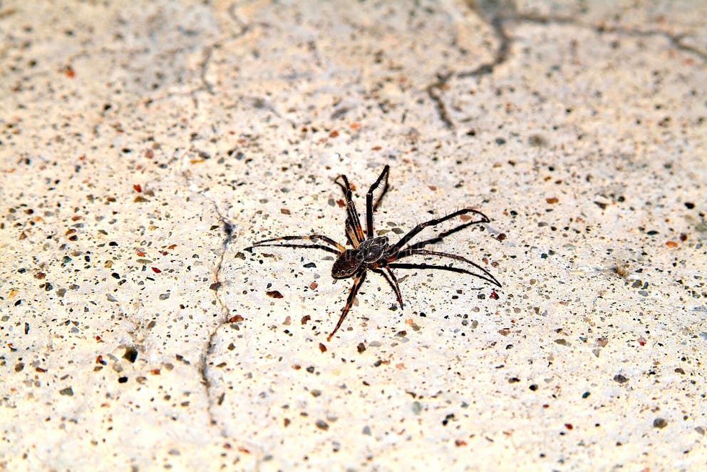 Spider on floor stock image. Image of city, spider, insect - 322495