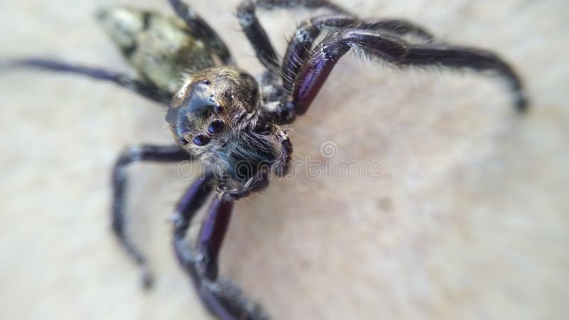 Spider on the floor stock image. Image of arachnid, insect - 96088247