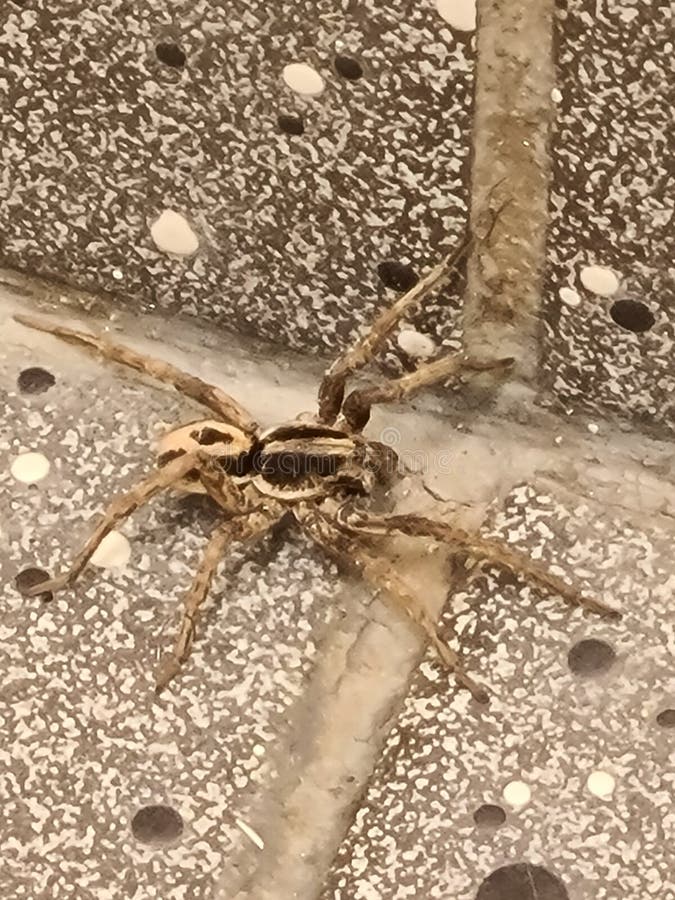 Spider on the floor stock photo. Image of pattern, reptile - 232132402