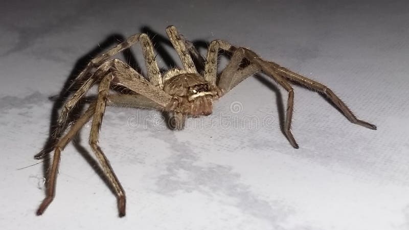 Spider on floor stock image. Image of city, spider, insect - 322495