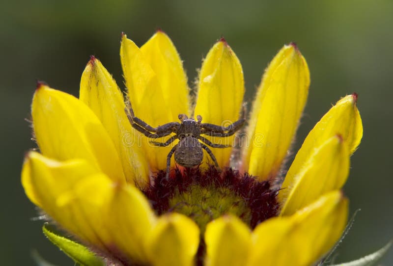 Spider on a flower stock image. Image of hidden, spider - 13719925