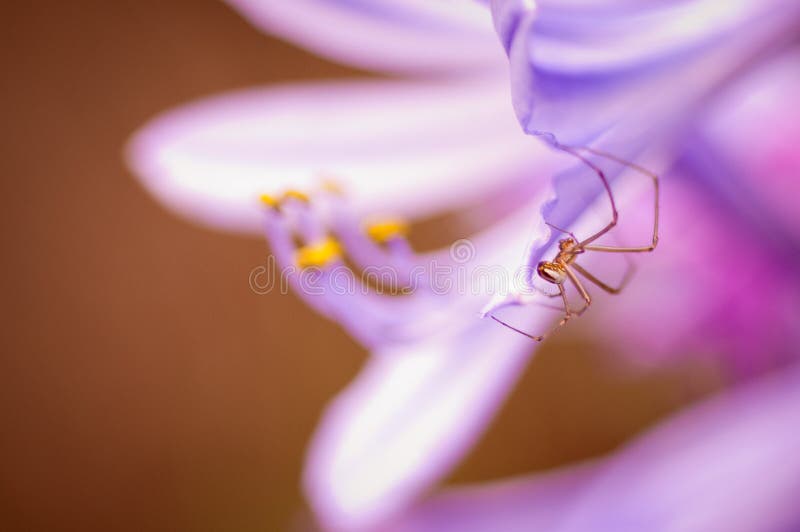 Spider on Flower stock photo. Image of color, garden - 24277602