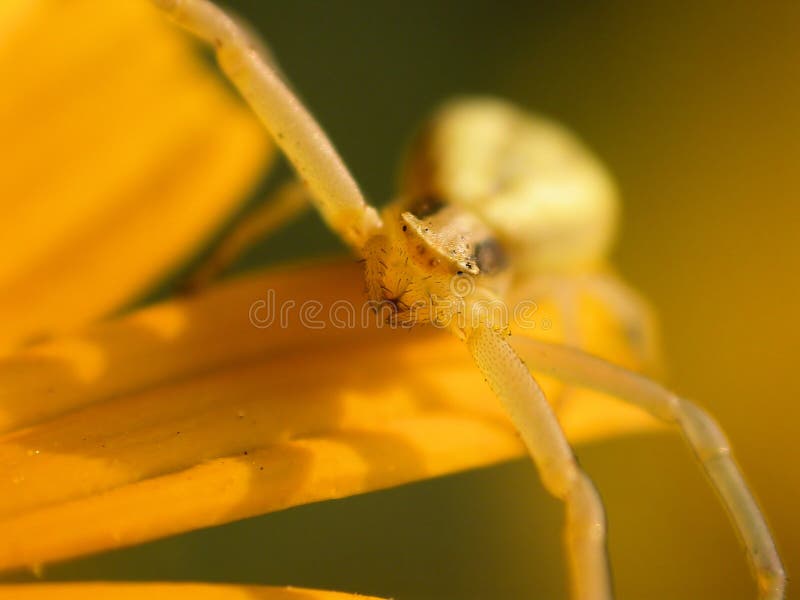 Spider on flower stock image. Image of wildlife, flowers - 3209557