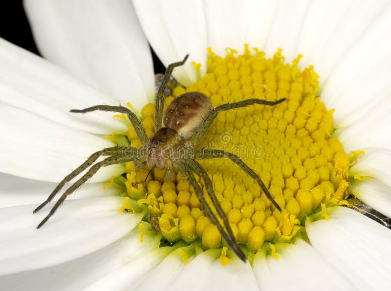 Spider on a flower stock photo. Image of arthropod, close - 132366804