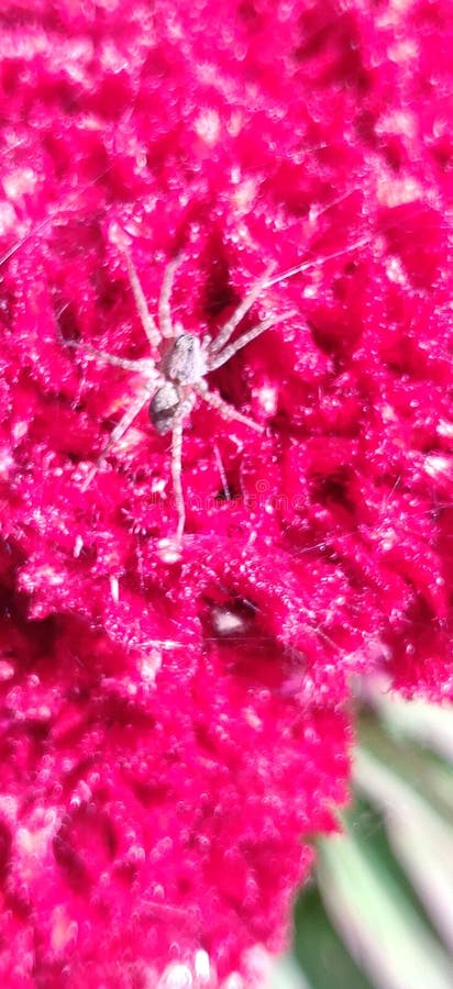 Spider Flower Or Cleome Hassleriana Annual Flowering Plant With Closed ...