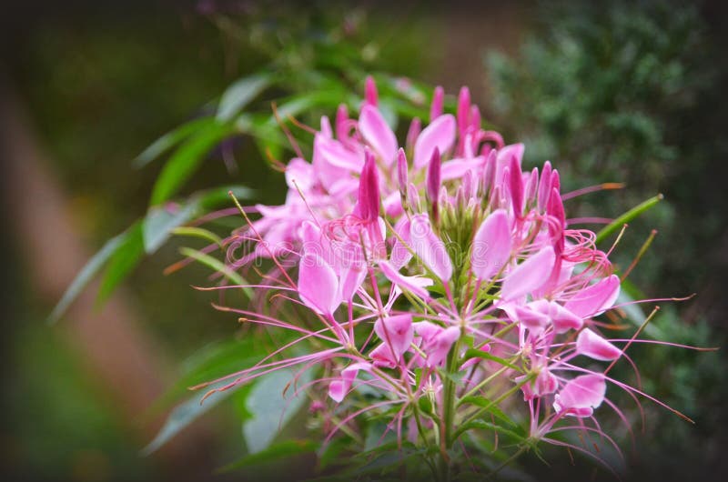 Spider Flower stock photo. Image of spider, garden, nature - 222480502