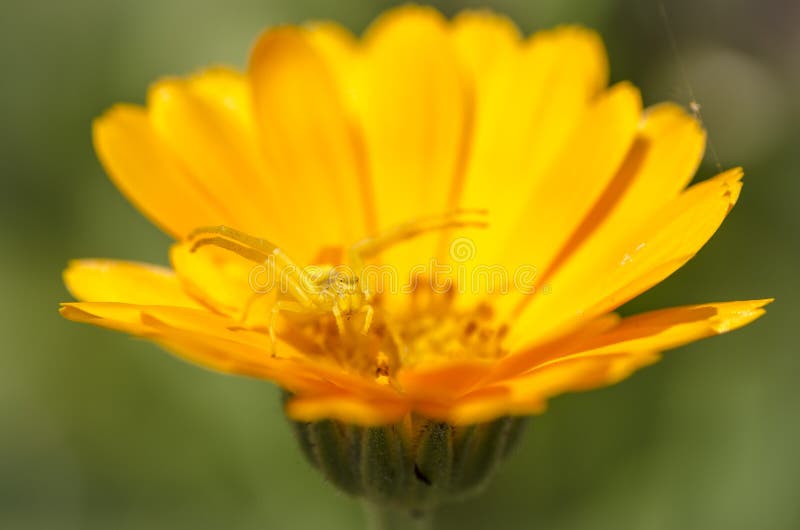 Spider on flower stock image. Image of misumena, beautiful - 41794065
