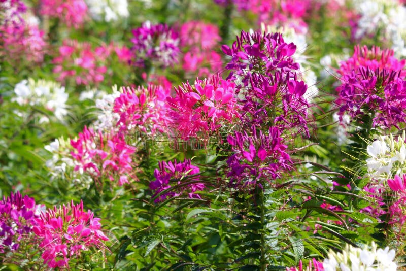 Spider Flower or Cleome Spinosa Flower in Garden Stock Photo - Image of ...