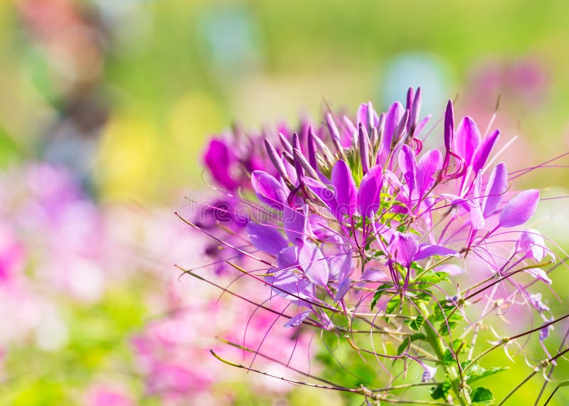 Spider flower stock photo. Image of pretty, bloom, scene - 48840158