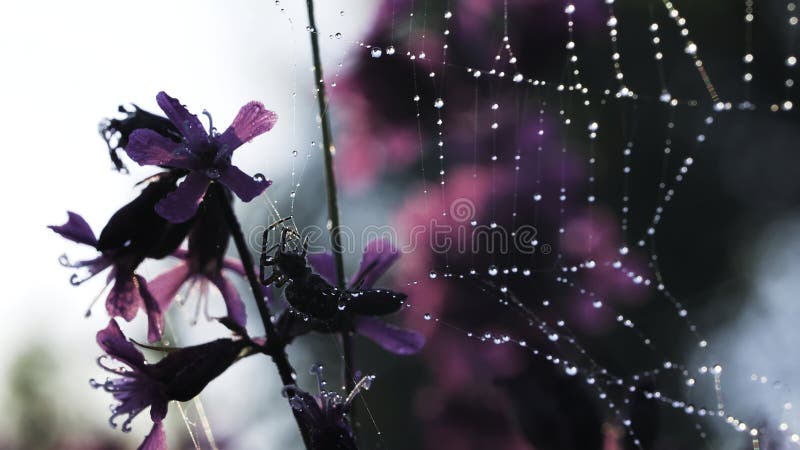 A Spider with a Flower. Creative. an Impressive Spider that Crawls on ...