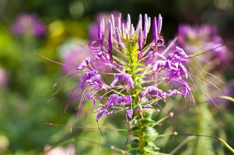 Spider flower. stock photo. Image of gardening, perennial - 29991540