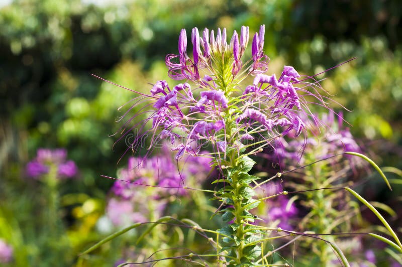 Spider flower. stock photo. Image of outdoor, color, natural - 29991776