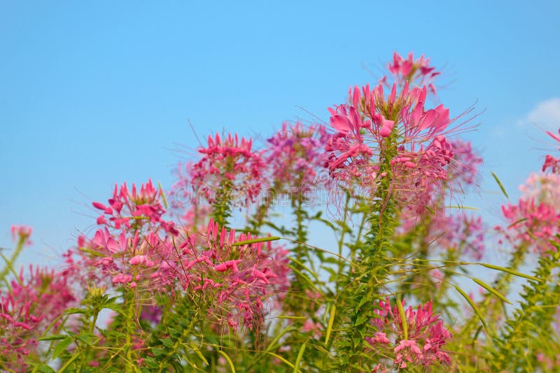 Spider flower stock photo. Image of capparaceae, beautiful - 37376822