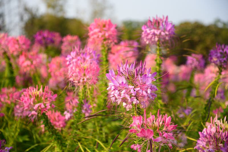 Spider Flower Plant Cleome Hassleriana White Queen, a Fragrant White ...