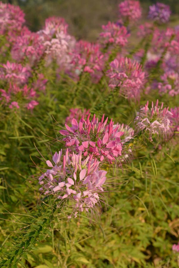 Spider flower stock image. Image of flower, natural, fine - 37395153