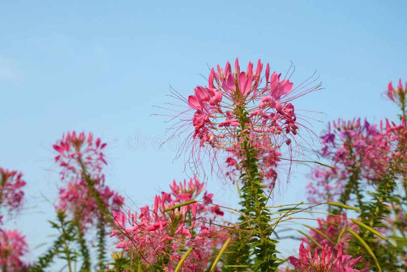 Spider flower stock photo. Image of pretty, land, beautiful - 37395496