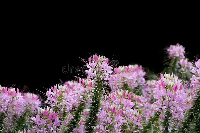 Spider flower isolated. stock photo. Image of floral - 39546546