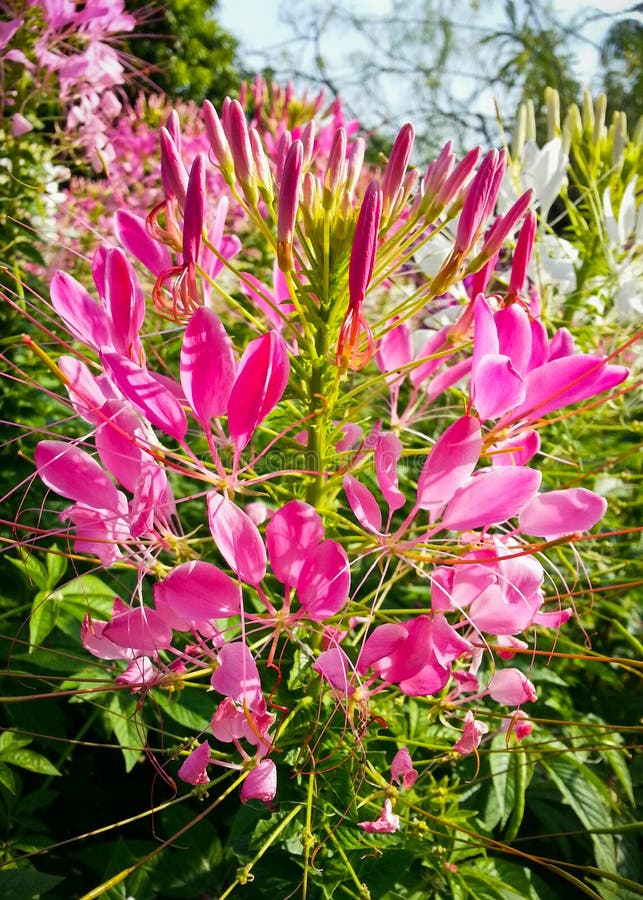 Spider flower stock image. Image of floral, jacq, gardening - 36058995