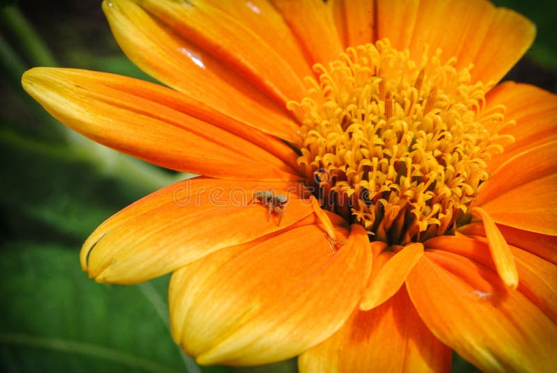 Spider on flower stock image. Image of yellow, daisy - 253586425