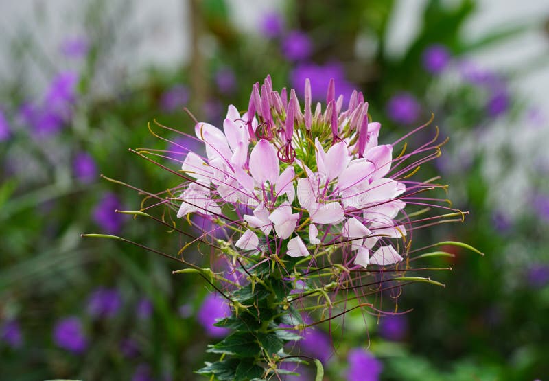 Spider Flower Violet Color with Other Flowers Same Color Stock Photo ...