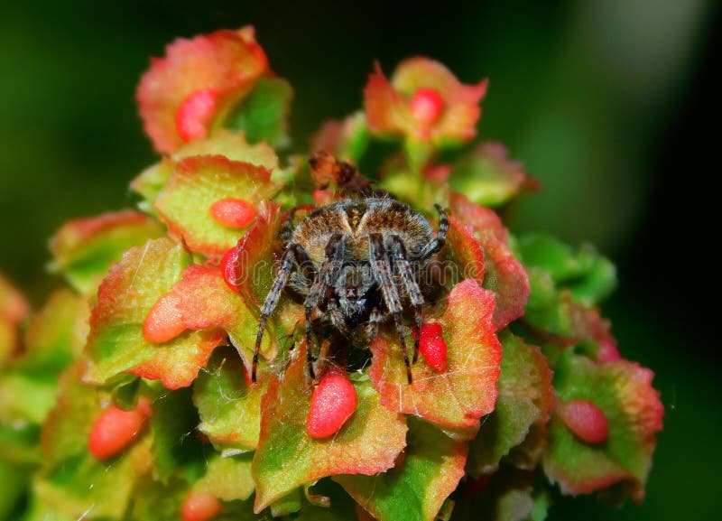 Spider on a Flower in Wild Nature Stock Image - Image of wildflower ...