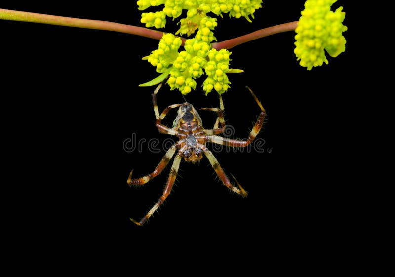 Flower Crab Spider, Thomisidae Misumena Vatia Stock Photo - Image of ...