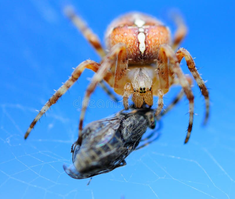 Spider and fly stock photo. Image of invertebrate, brown - 26210774
