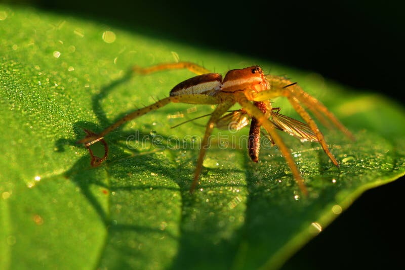 Spider and fly, stock image. Image of leave, macro, syrphidae - 26950769