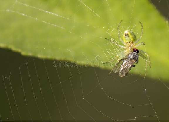Spider and fly. stock image. Image of catched, spiders - 46730221