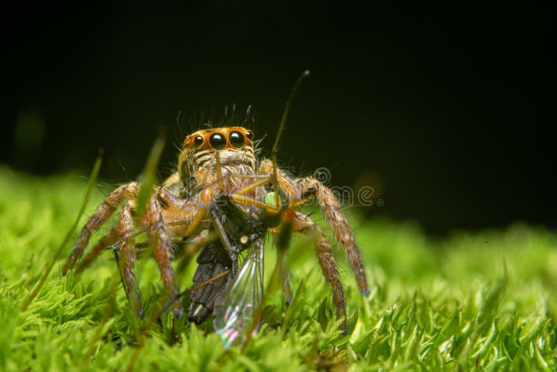 Spider with fly stock image. Image of scary, death, rays - 163515863