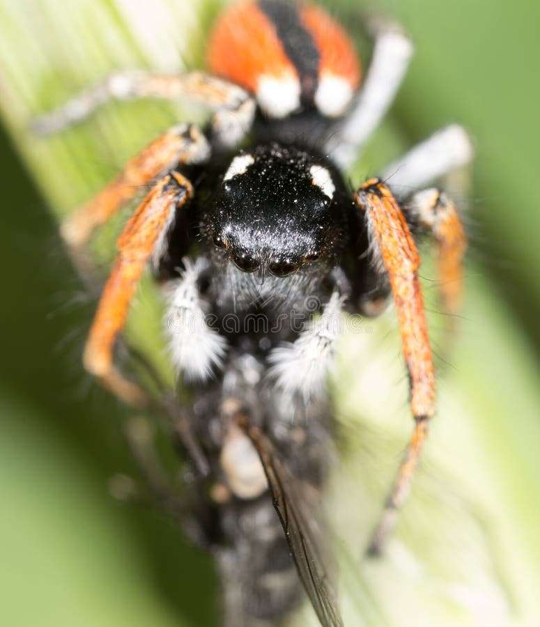 Spider with a Fly in Nature. Macro Stock Photo - Image of close, prey ...
