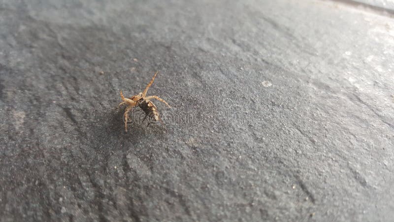 Spider with fly stock photo. Image of aggressive, spider - 92279384