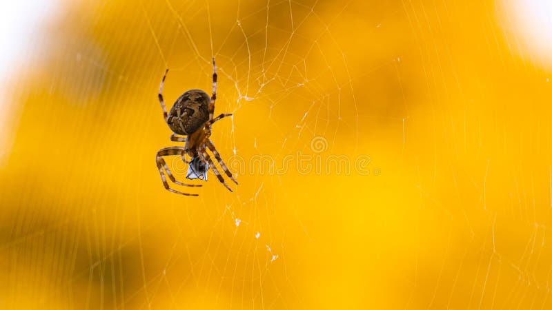 Spider and fly in web stock photo. Image of portrait - 196492152