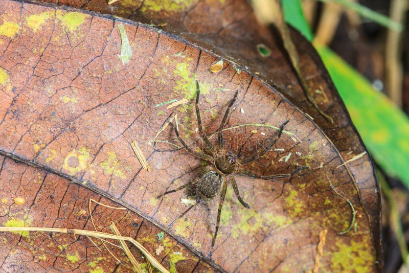 Spider in forest stock image. Image of legs, arachnid - 46047907