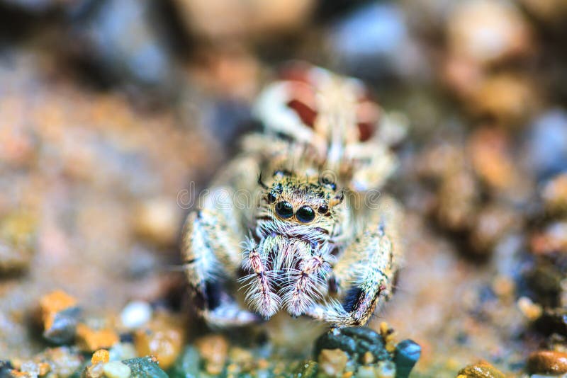 Spider in forest stock image. Image of spider, arthropod - 46628163