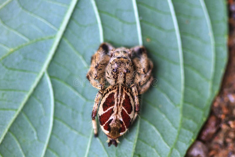 Spider in forest stock image. Image of arthropod, eight - 46628705