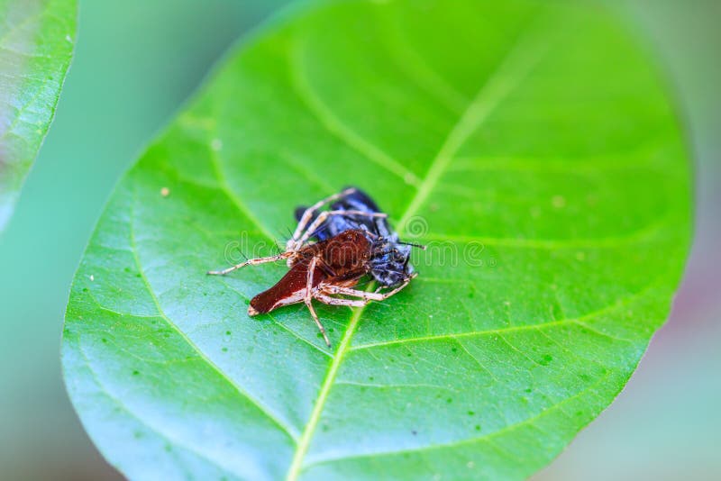 Spider in forest stock photo. Image of legs, danger, arachnid - 52646130