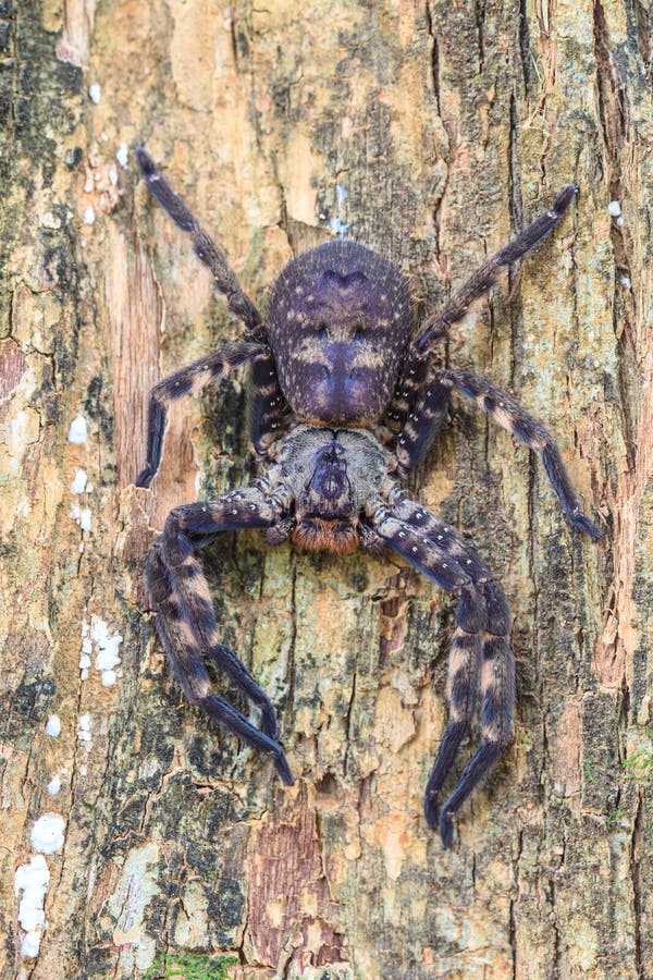 Spider in forest stock image. Image of wrapped, hanging - 54148579