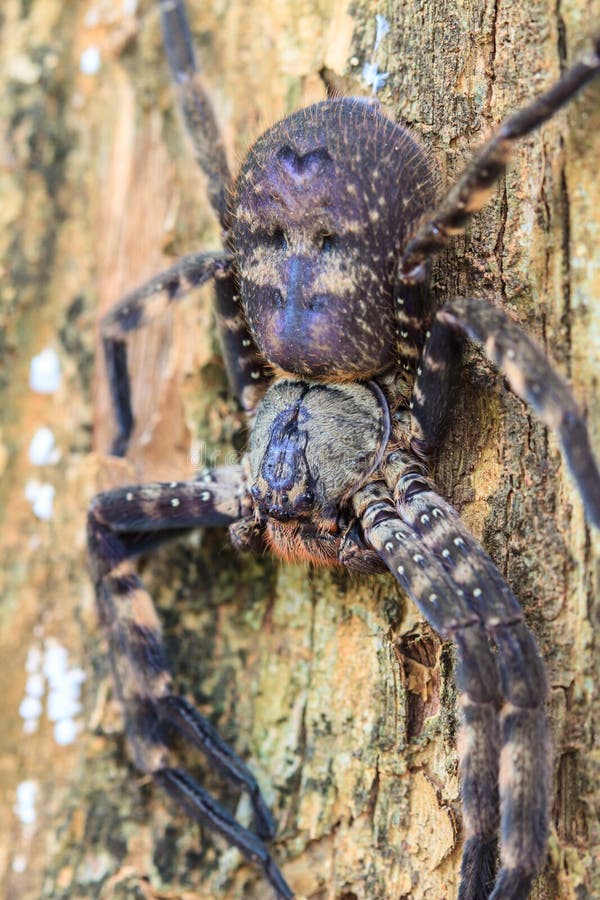 Spider in forest stock image. Image of hanging, summer - 54148675