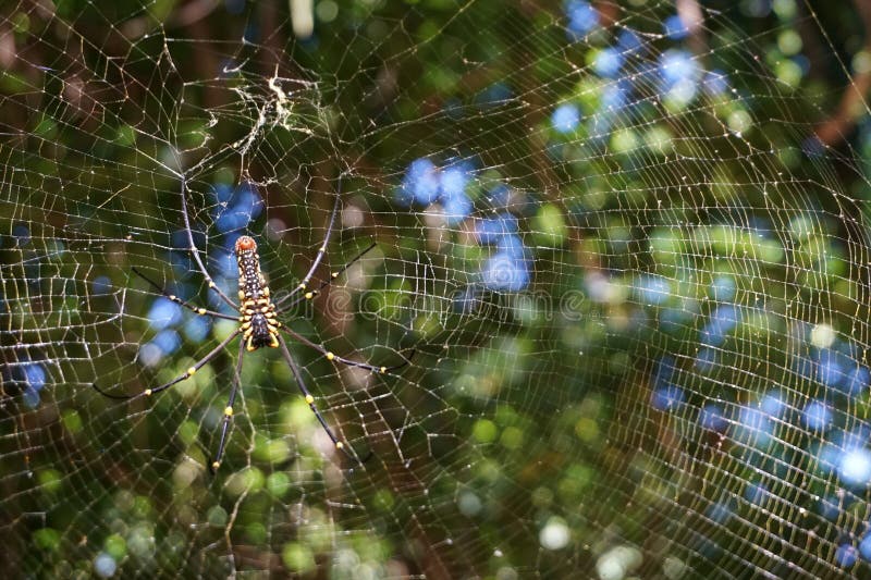 Spider in forest stock photo. Image of trap, spider, catch - 97071138