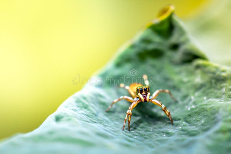 Spider in the forest stock image. Image of brown, markings - 214268655