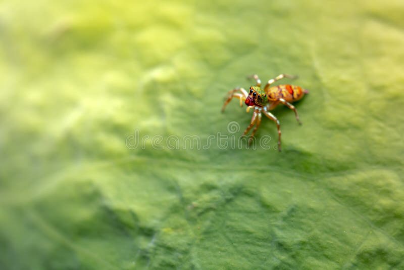 Spider in the forest stock image. Image of species, golden - 214268657